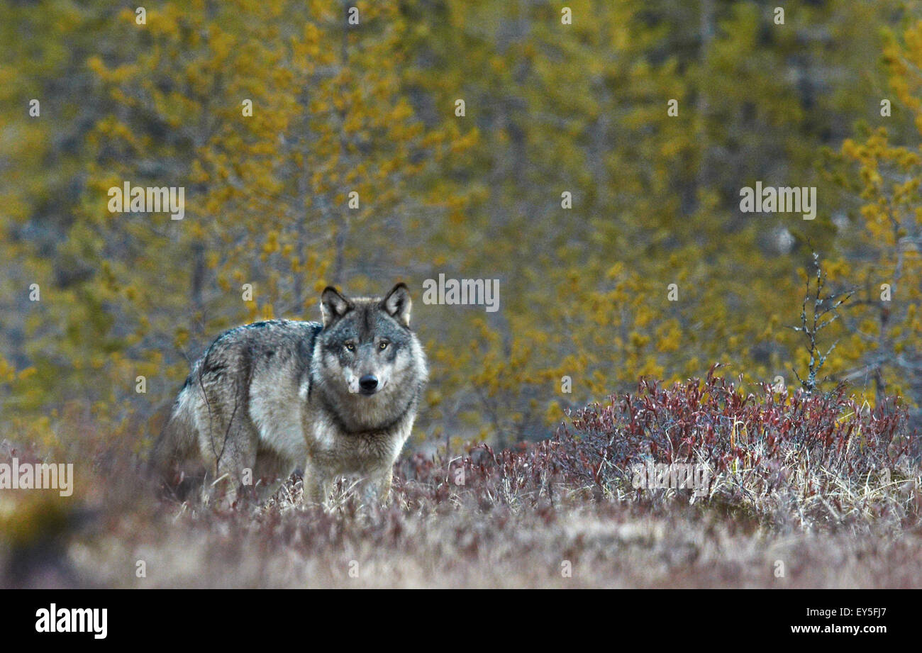 Grey wolf hi-res stock photography and images - Alamy