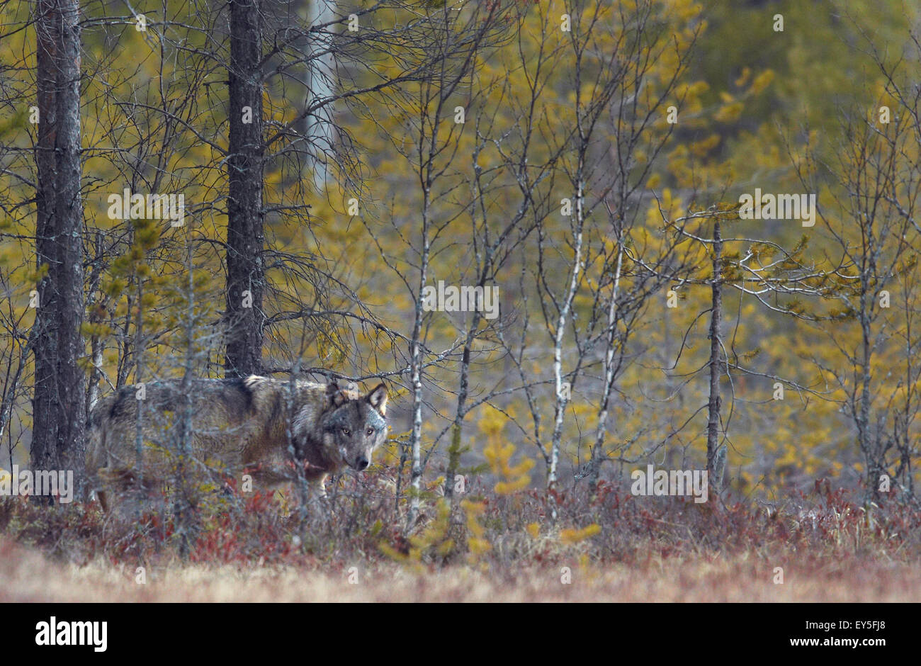 Grey Wolf walking standing in woodland wetlands - Finland Stock Photo ...