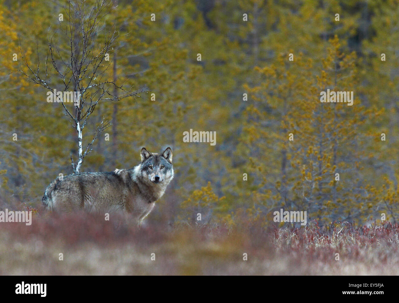 Grey Wolf walking standing in woodland wetlands - Finland Stock Photo ...