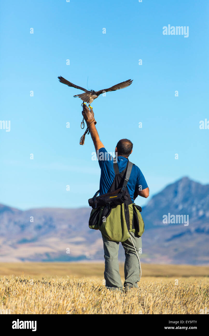 Raptor flight hi-res stock photography and images - Alamy