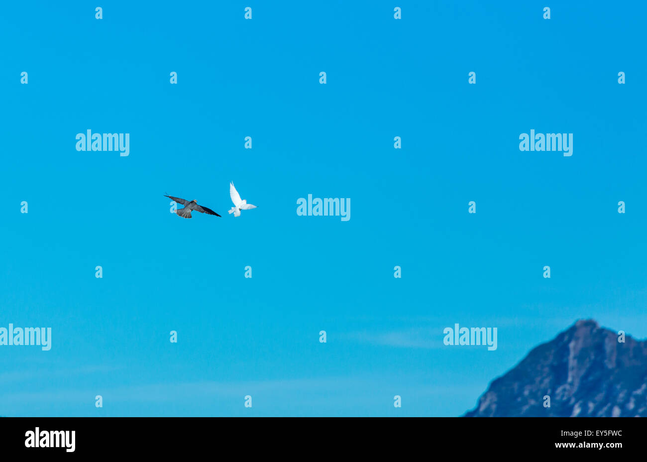 Raptors in flight - Burgos Spain Stock Photo - Alamy