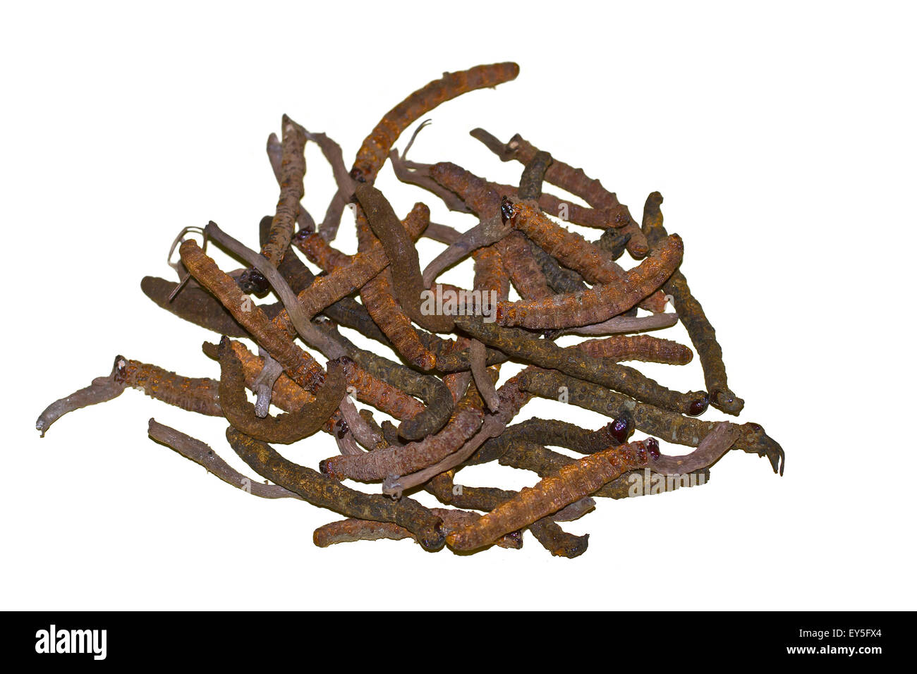 Yarsagumba himalayan gold on white background - Nepal Stock Photo - Alamy