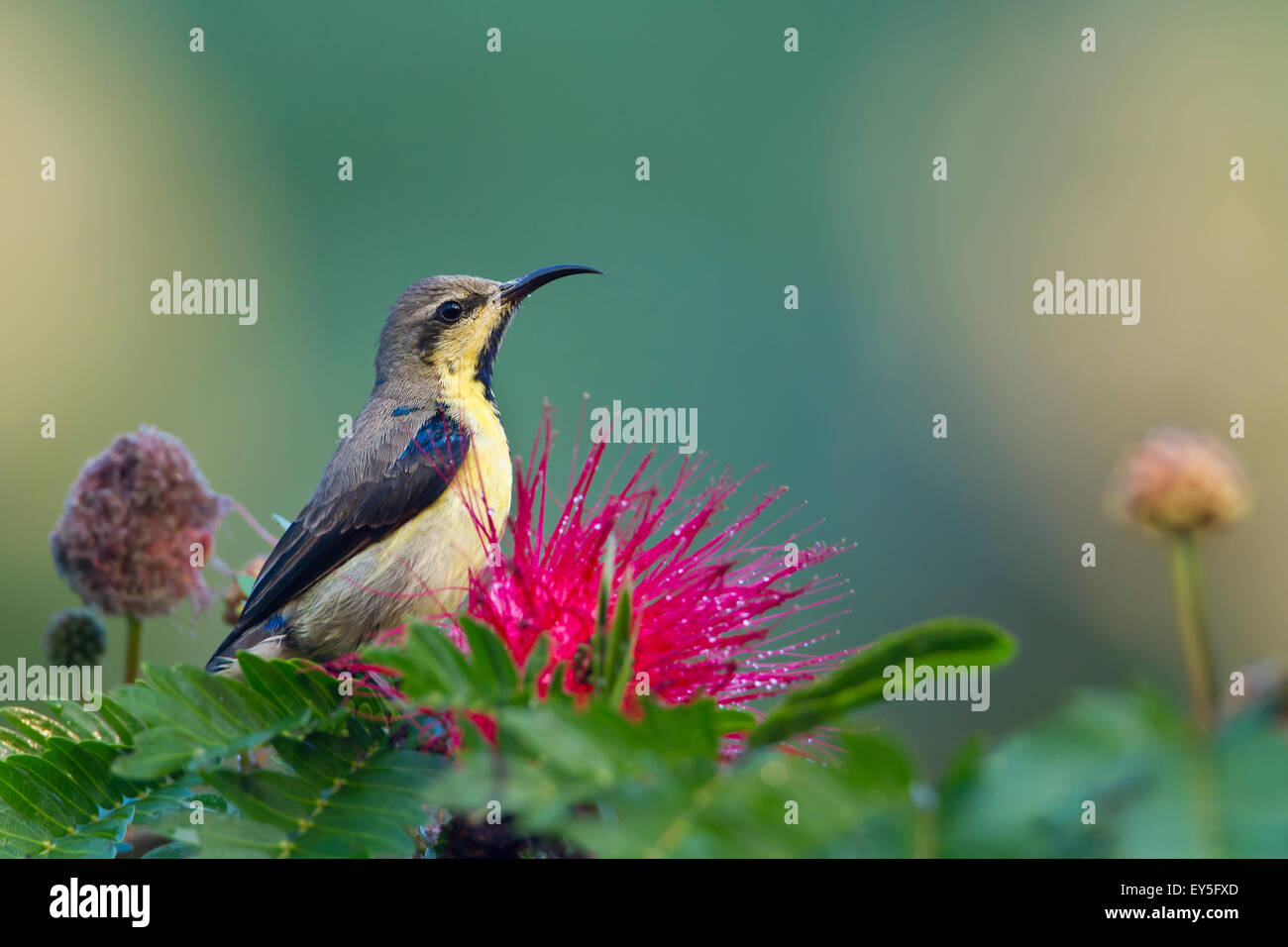 Purple sunbird hi-res stock photography and images - Alamy