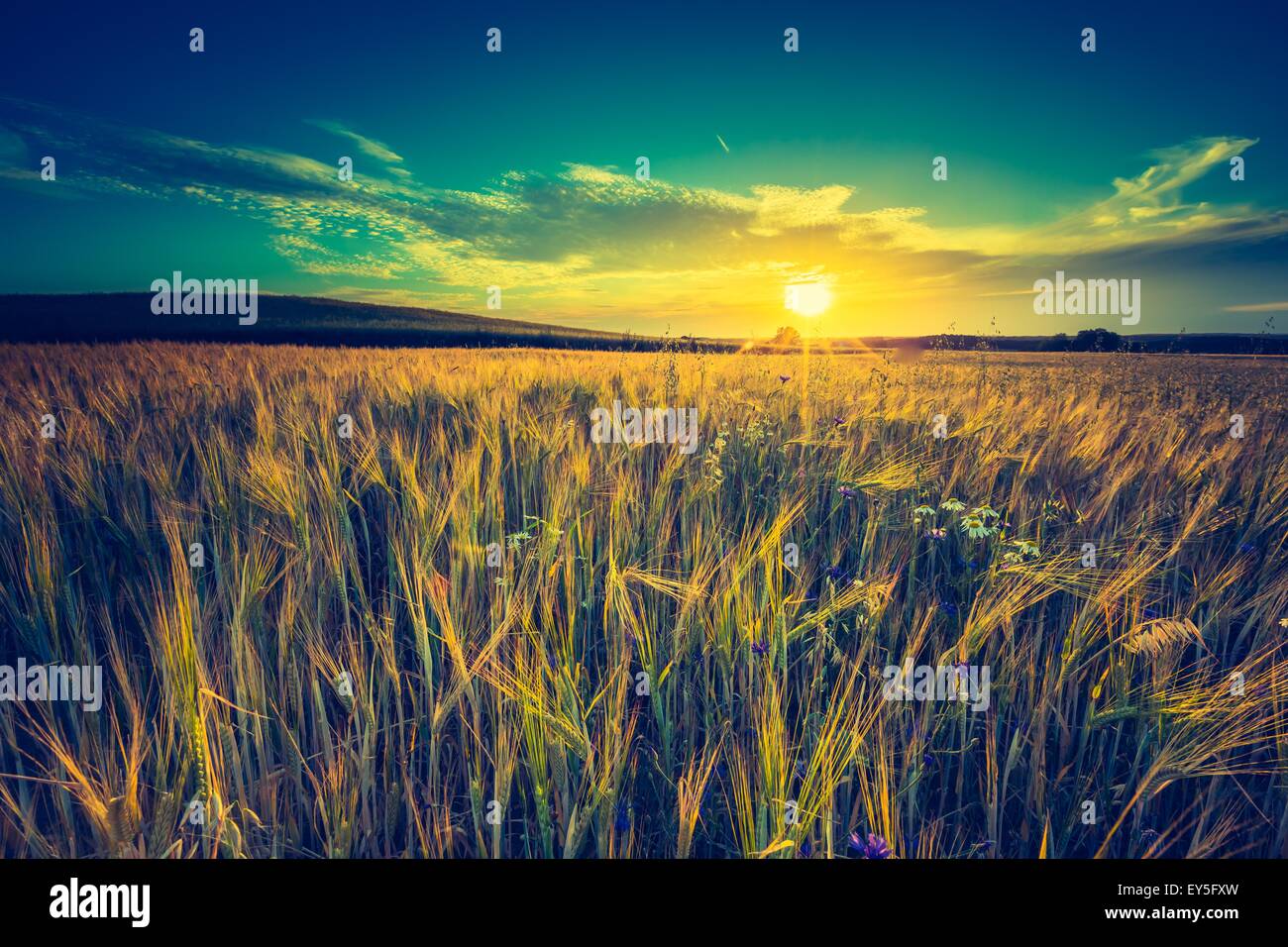 Vintage photo of sunset over corn field at summer. Beautiful grown corn ...