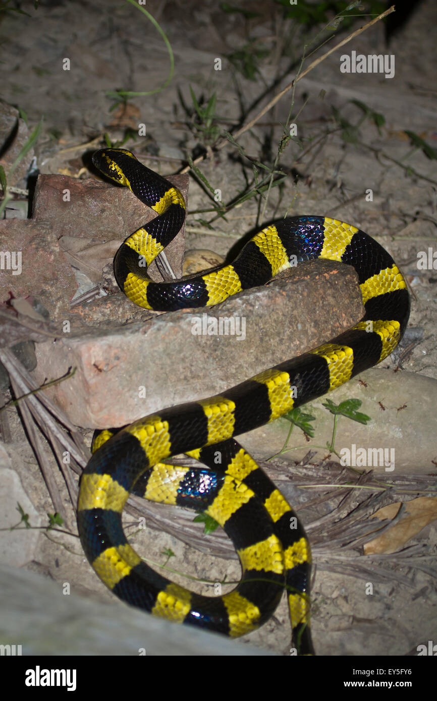 Krait hi-res stock photography and images - Alamy