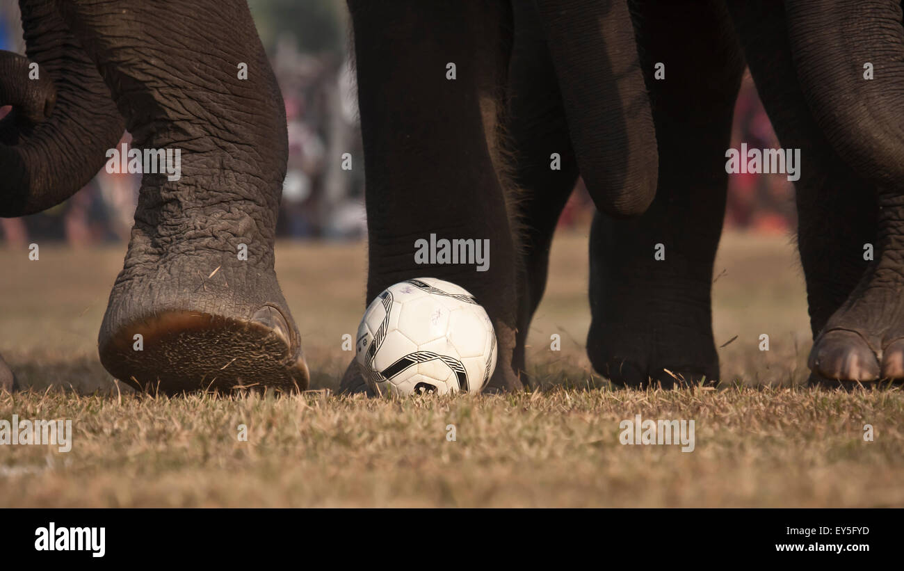 Elephants playing football - Elephant festival Chitwan Nepal Stock ...