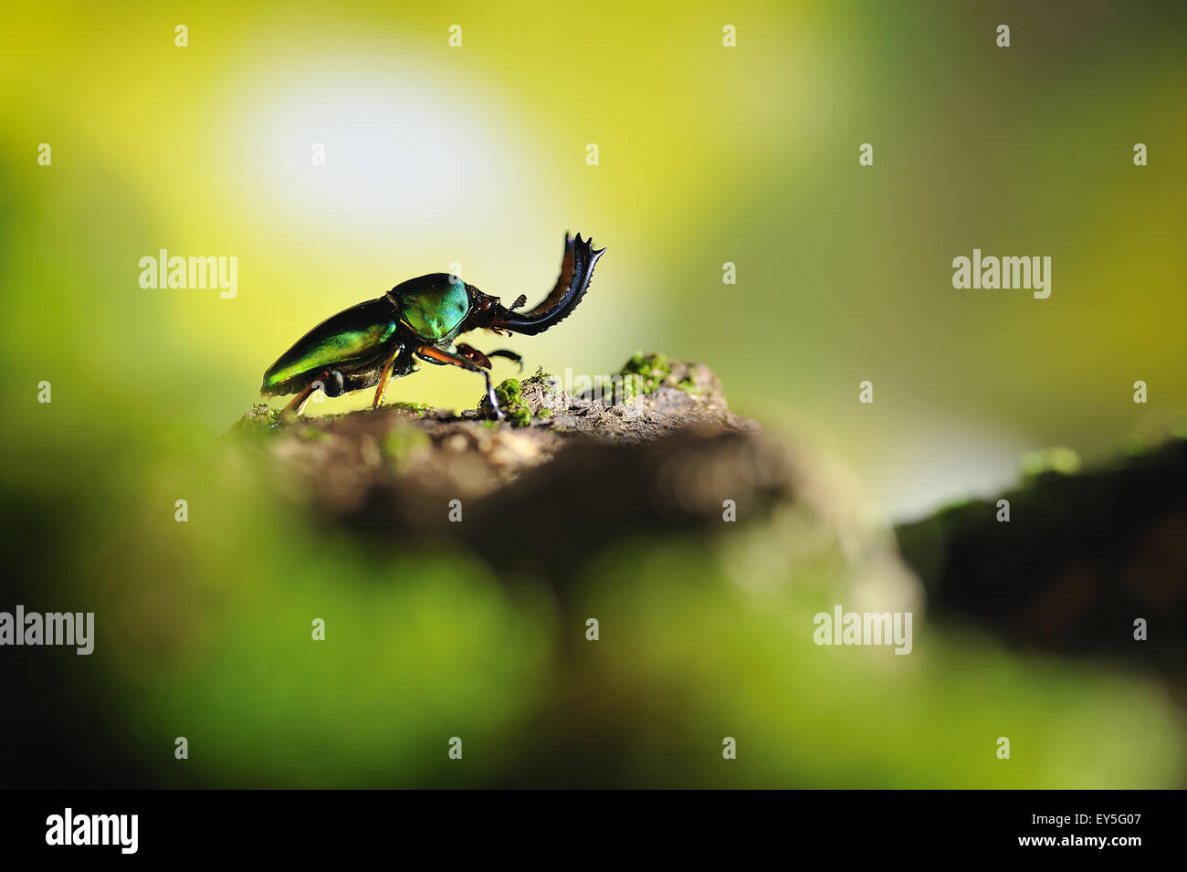 Green stag beetle in a sunbeam Stock Photo - Alamy