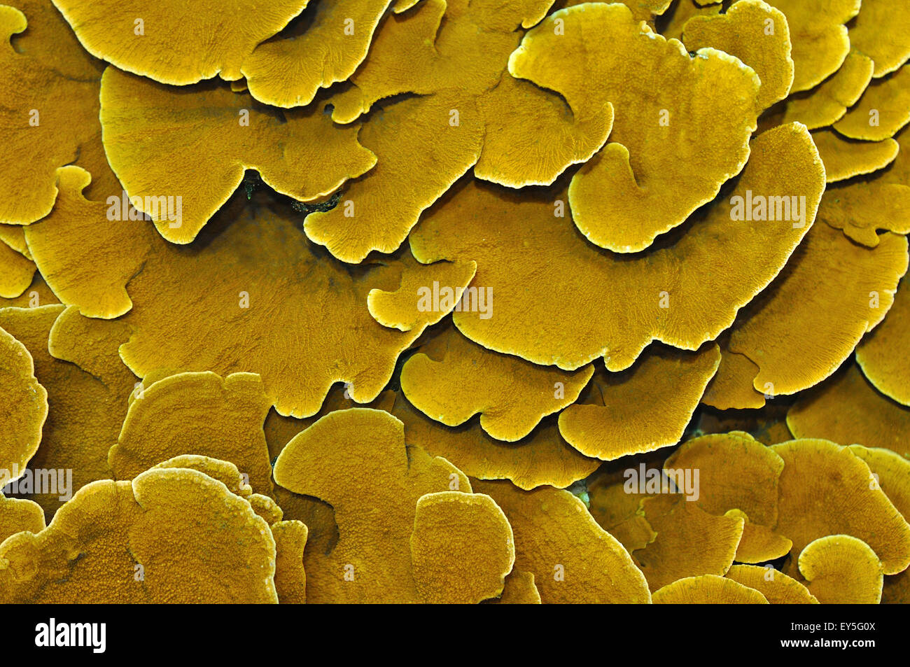 Colony of hard coral plateau Stock Photo - Alamy
