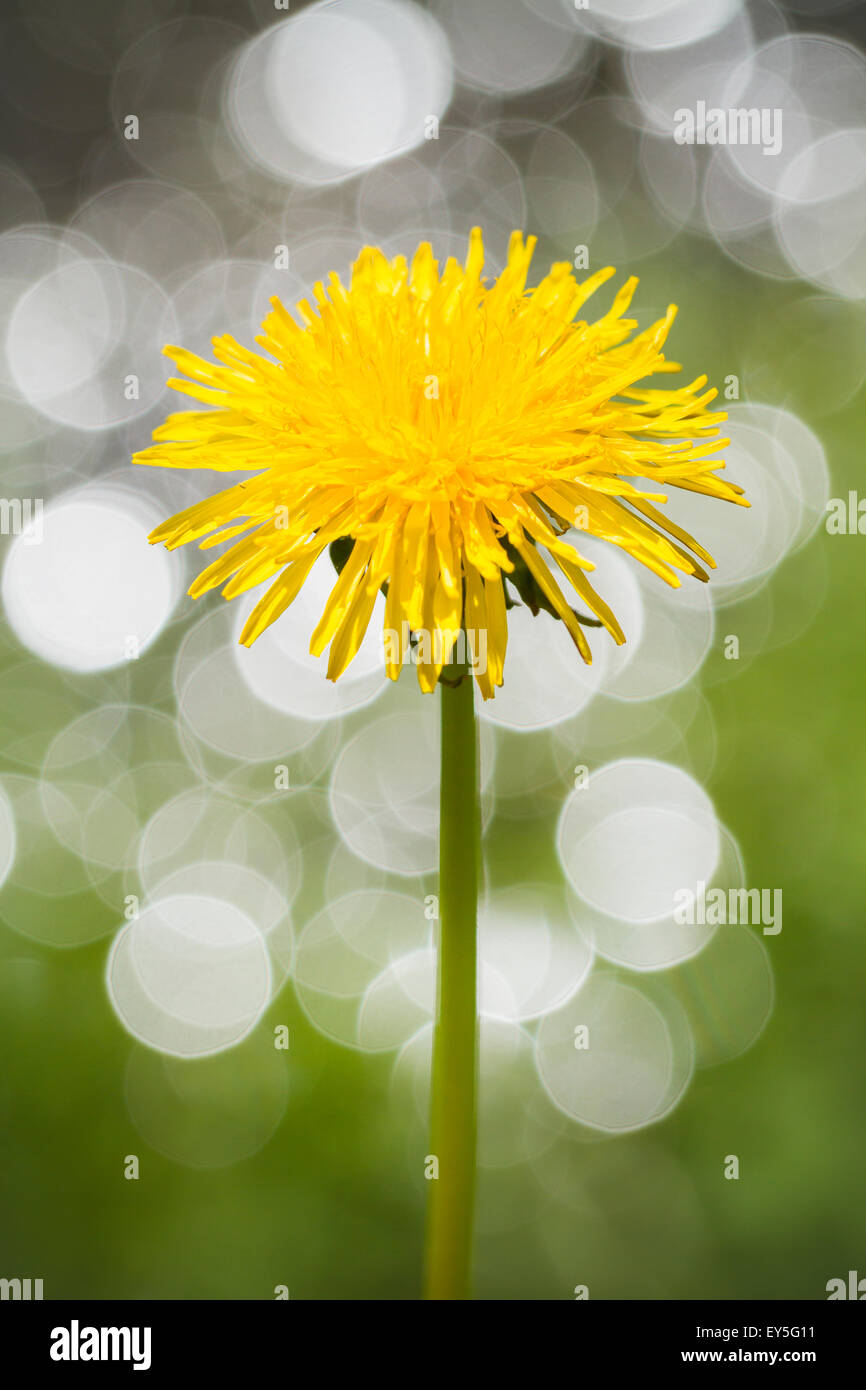 Dandelion flower - France Stock Photo - Alamy