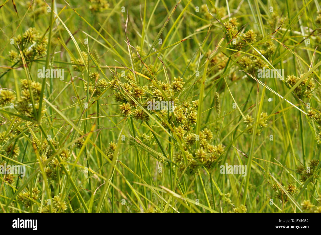 Pale galingale in a garden Stock Photo - Alamy
