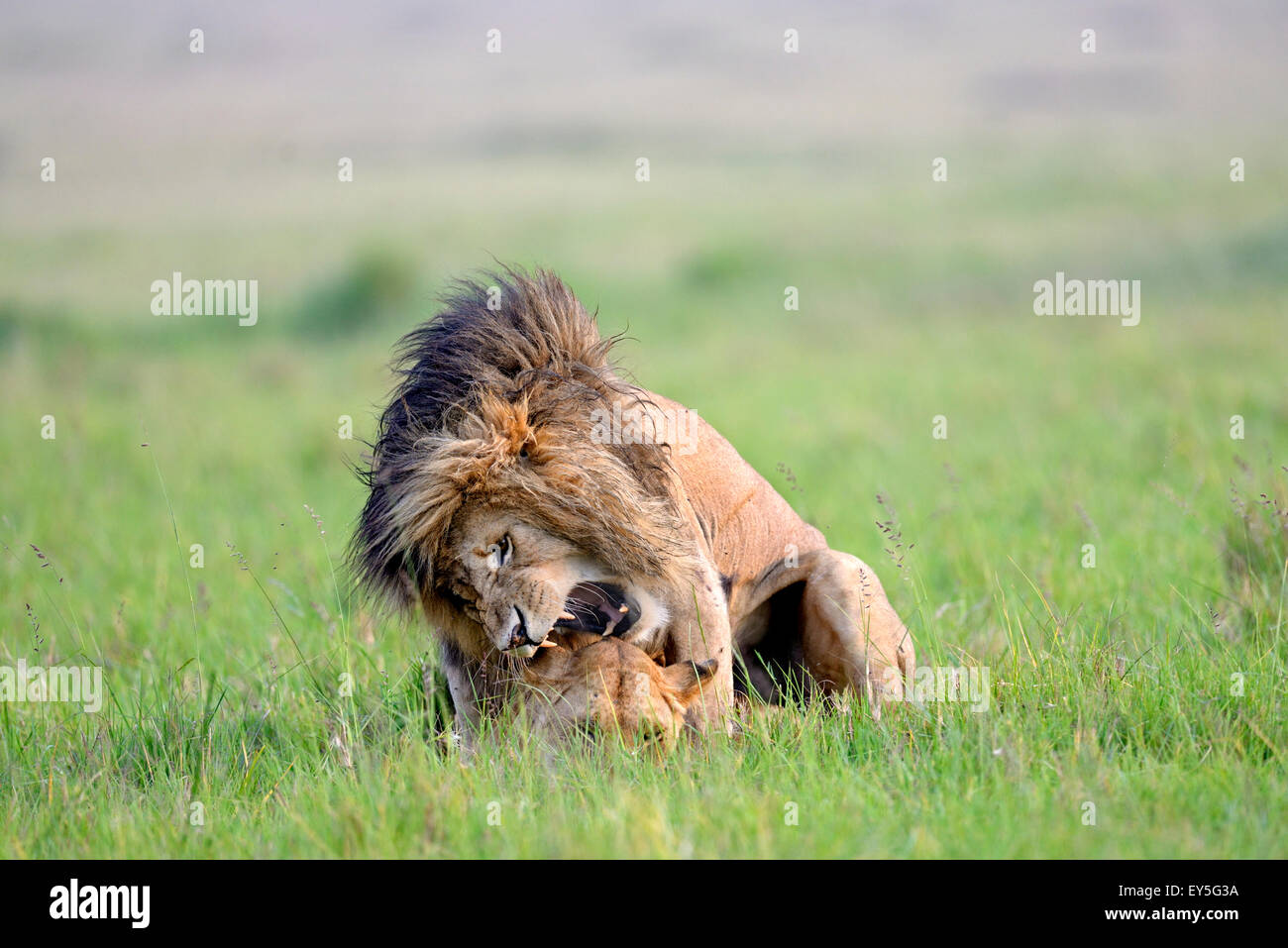 Lions mating in the savanna - Masai Mara Kenya Stock Photo - Alamy