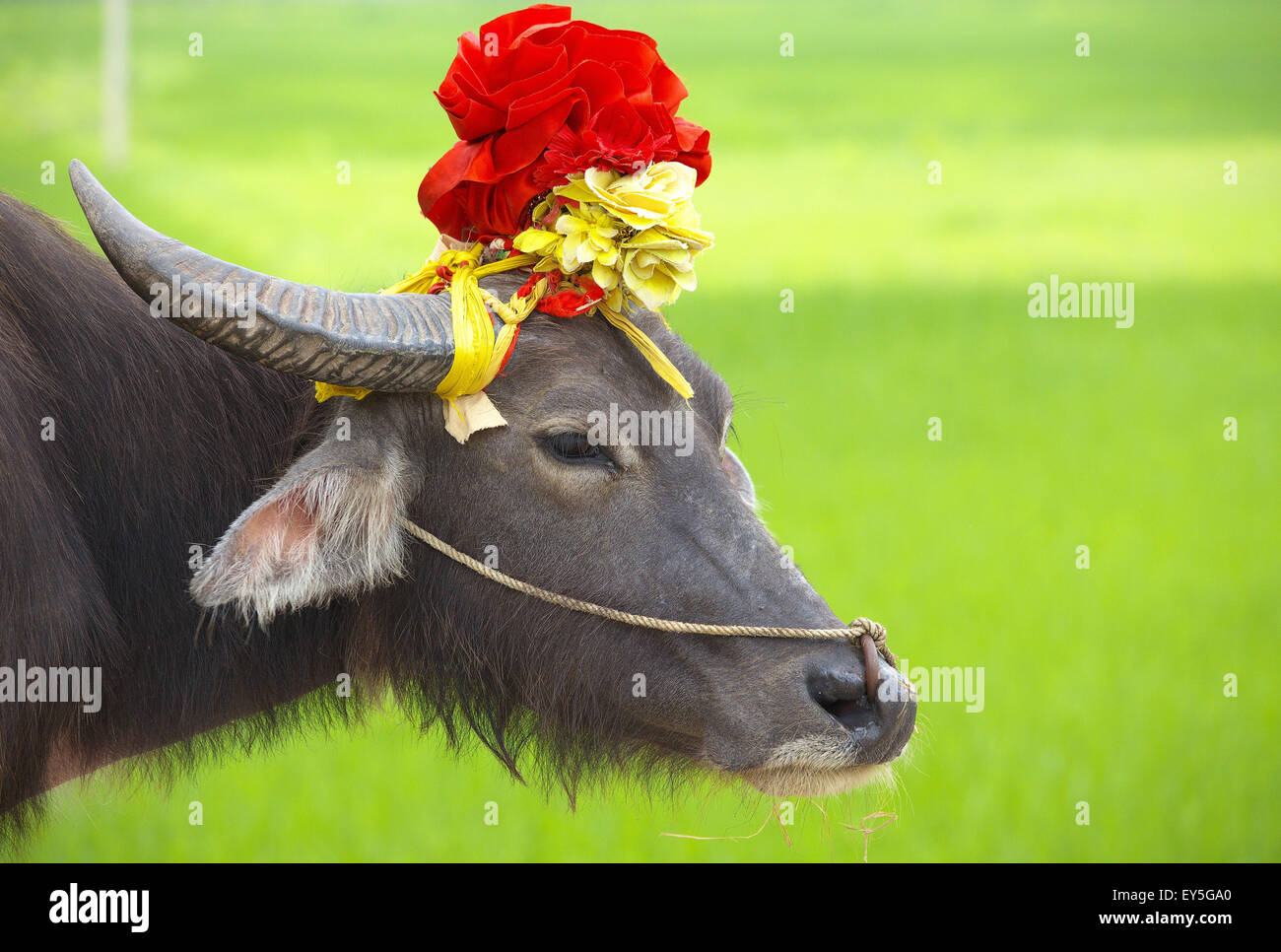 Domestic yak decorated - Region Ninh Binh Vietnam Stock Photo - Alamy