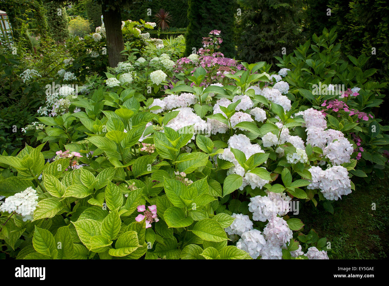 Hydrangeas in bloom in a garden Stock Photo - Alamy