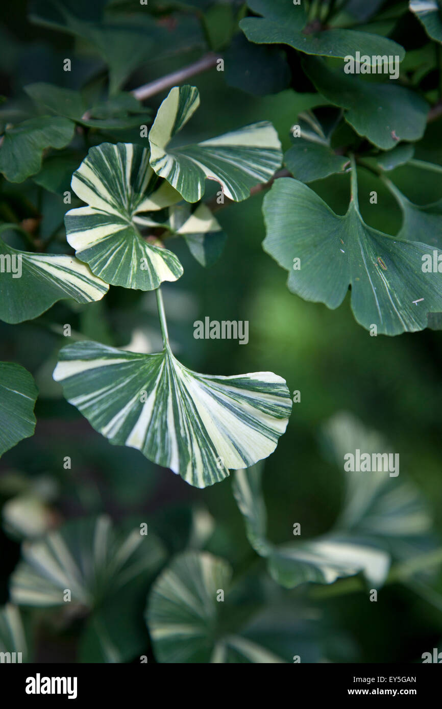 Variegated leaf garden hi-res stock photography and images - Alamy