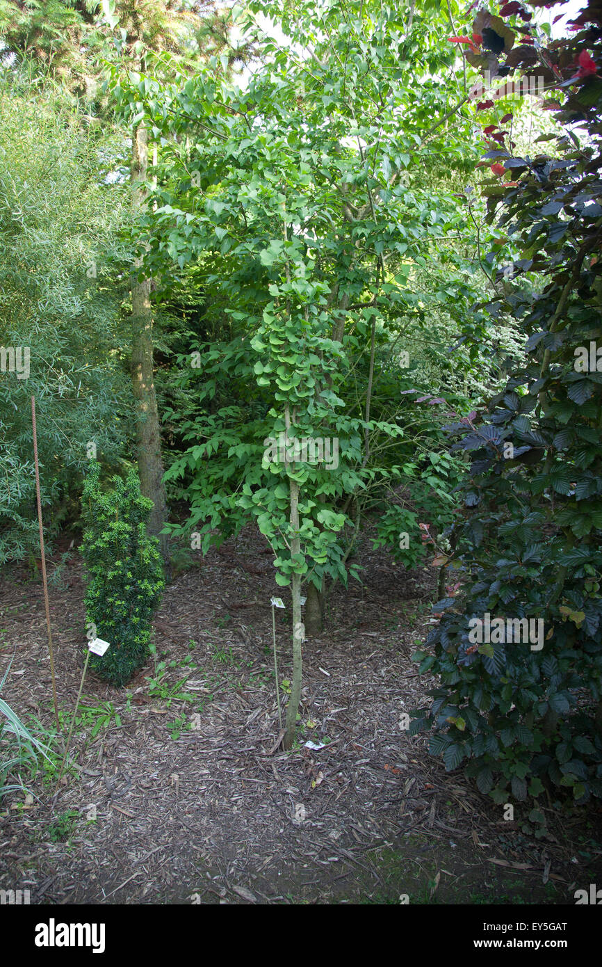 Maidenhair tree in a garden Stock Photo - Alamy
