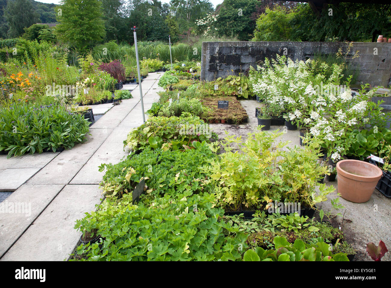Perennials in a nursery Stock Photo - Alamy