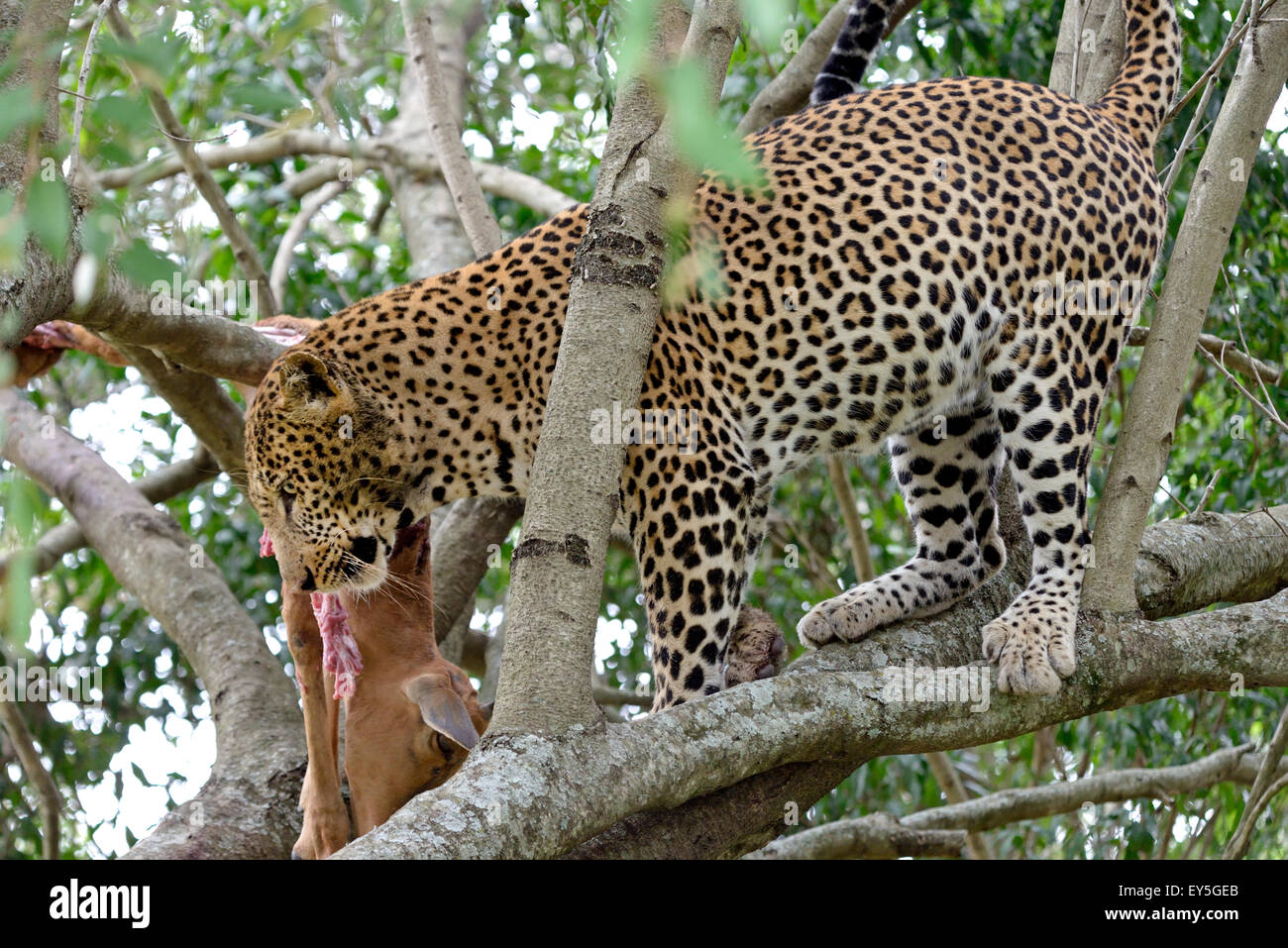 Leopard Tree Eating High Resolution Stock Photography and Images - Alamy