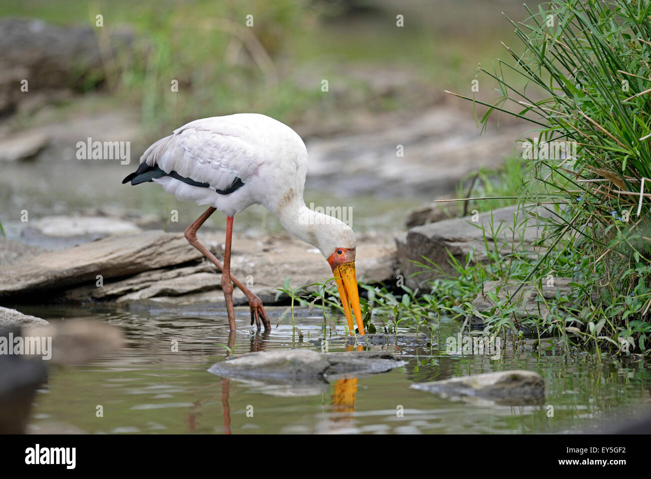 Yellow-billed Stork feeding in water - Masai Mara Kenya Stock Photo - Alamy