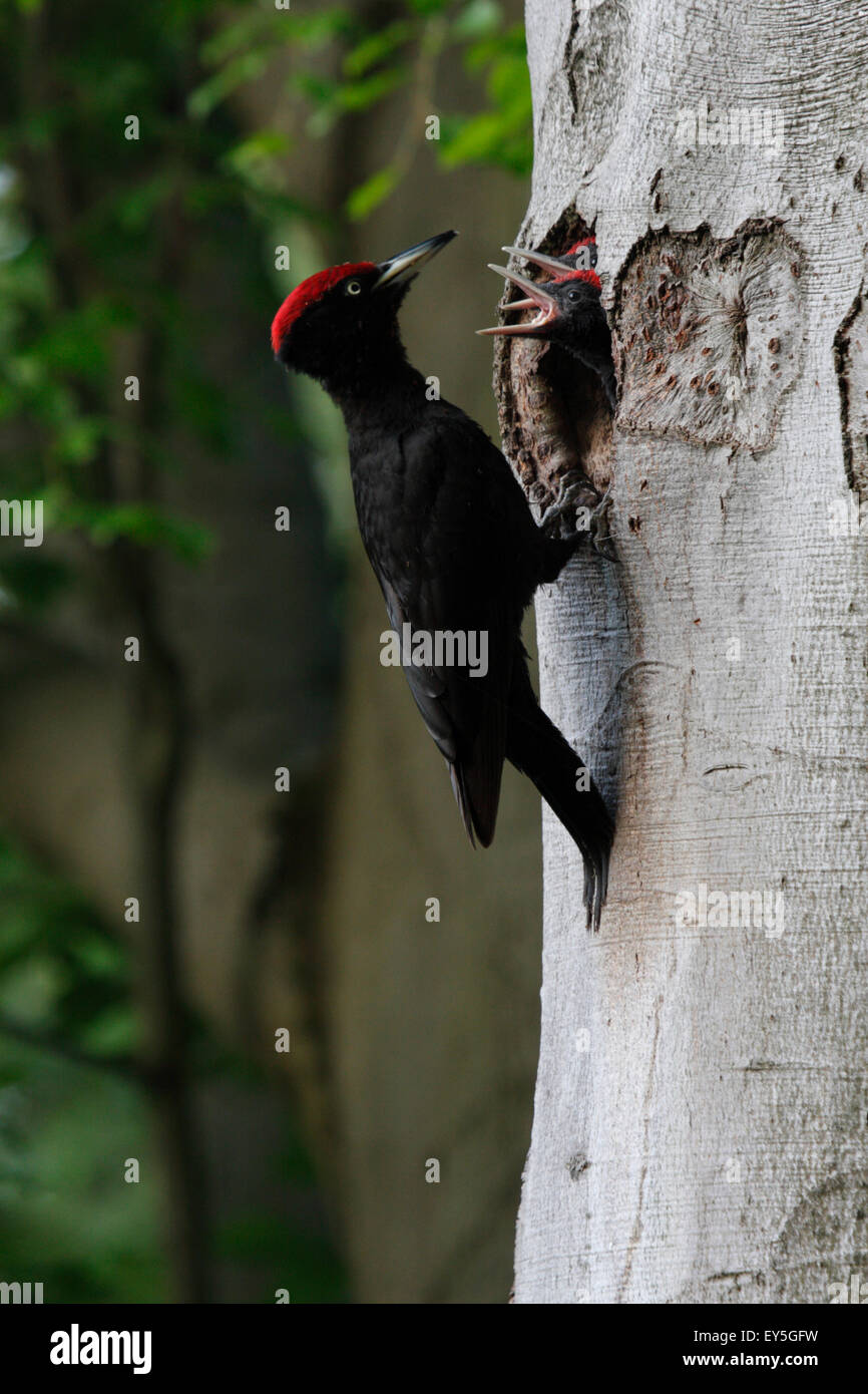 Woodpecker chicks hi-res stock photography and images - Alamy