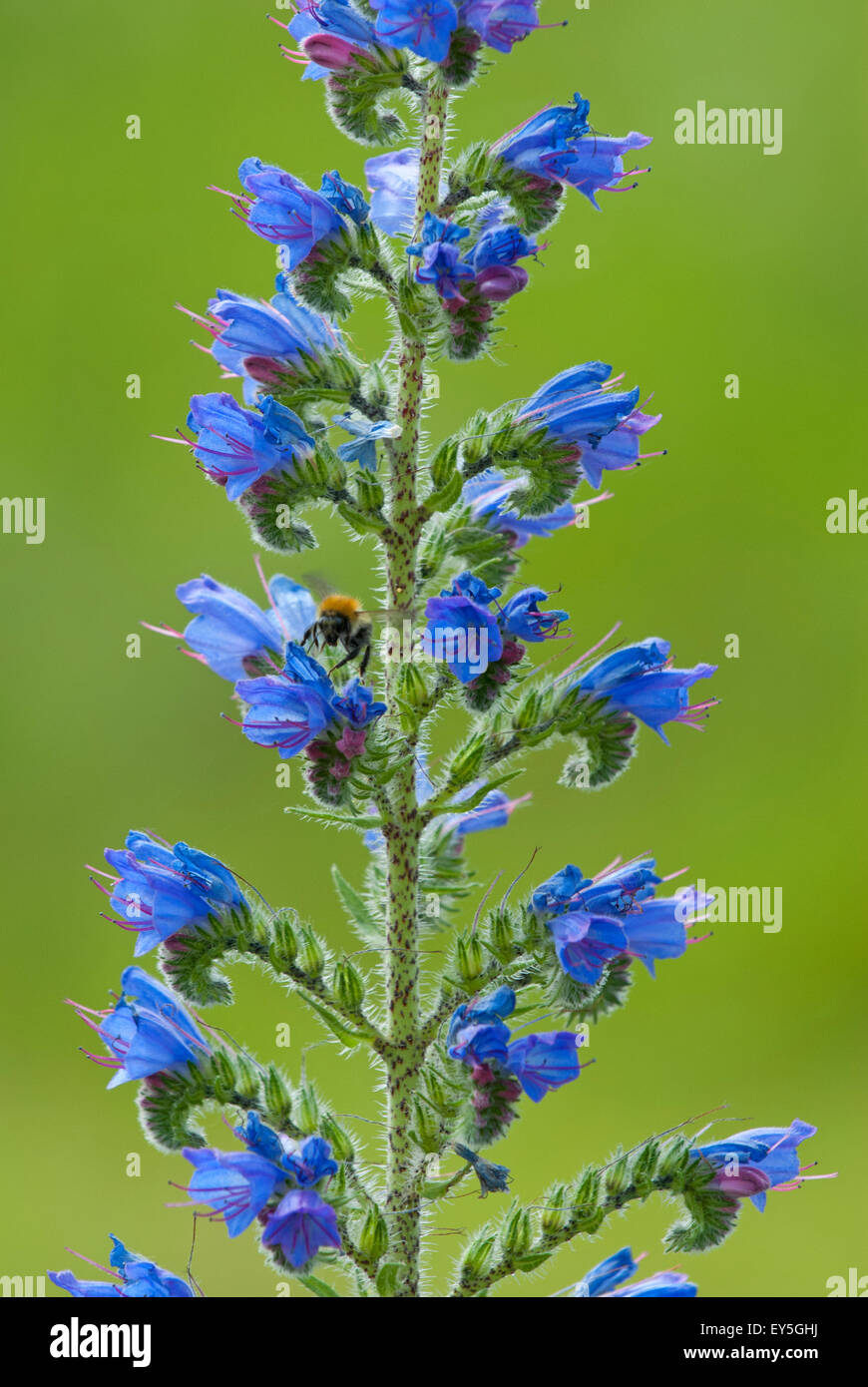 Viper's-bugloss plant (Echium vulgare) in full bloom Stock Photo - Alamy