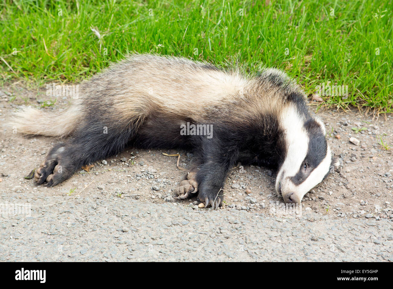 Badger road kill hi-res stock photography and images - Alamy