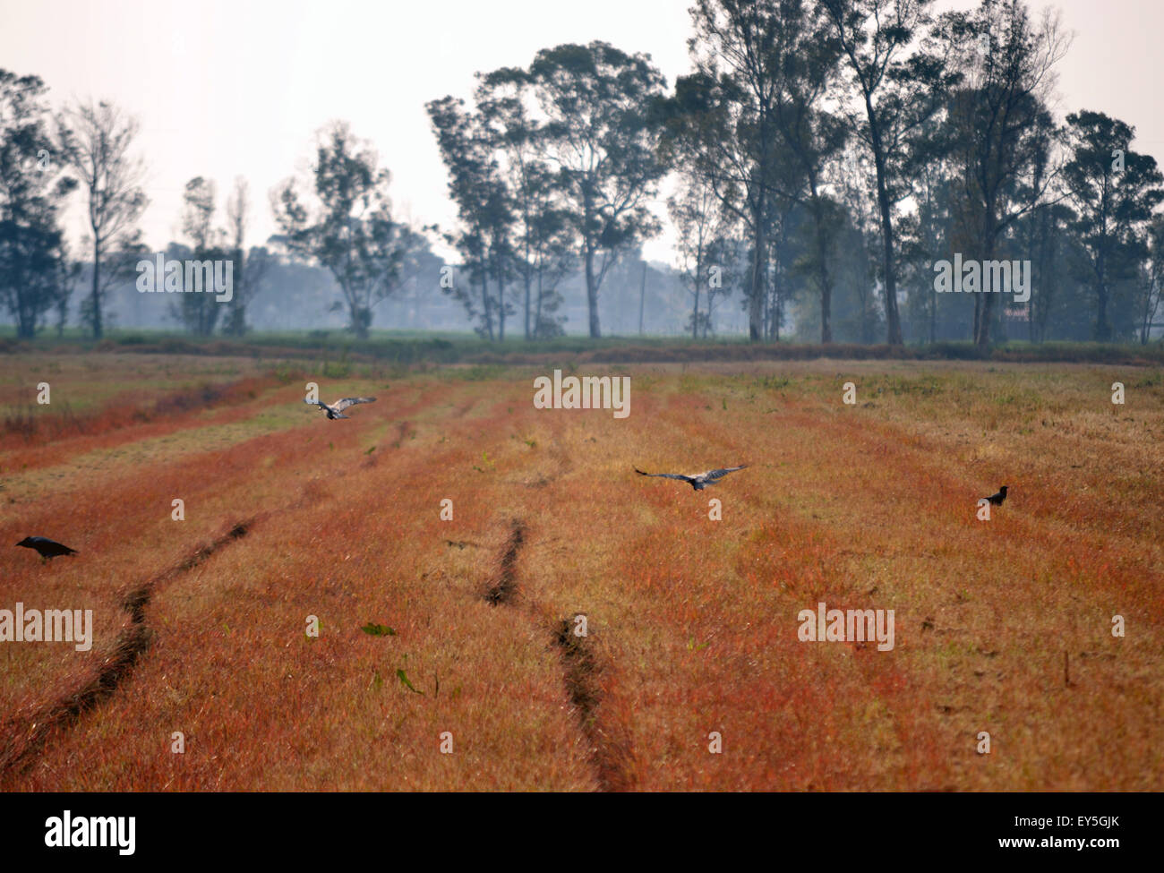 field with birds Stock Photo - Alamy