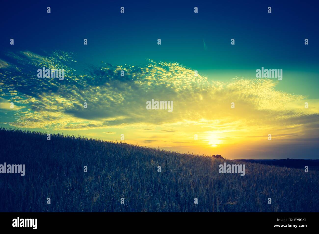 Vintage photo of sunset over corn field at summer. Beautiful grown corn ...