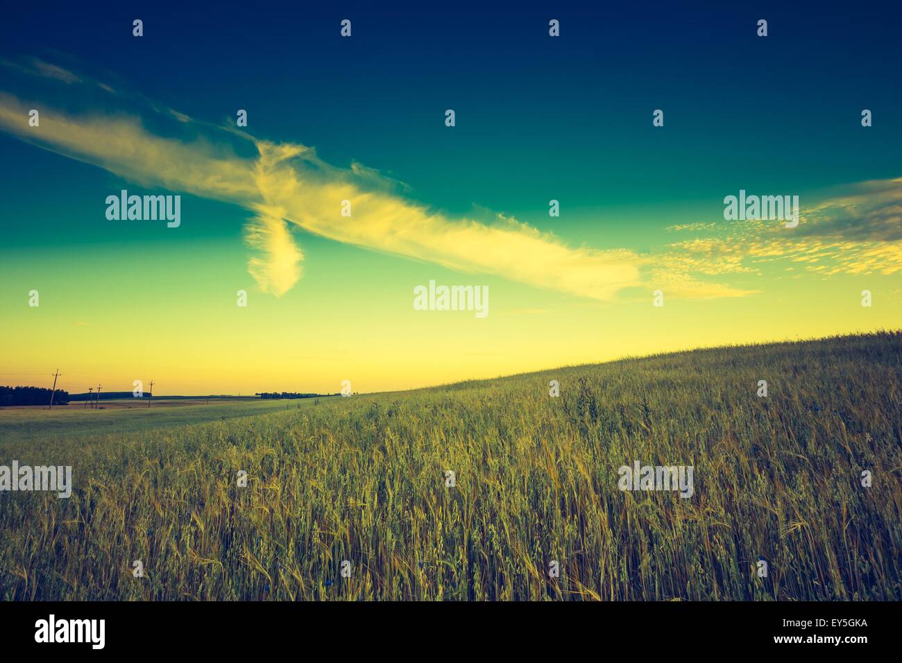 Vintage photo of sunset over corn field at summer. Beautiful grown corn ...