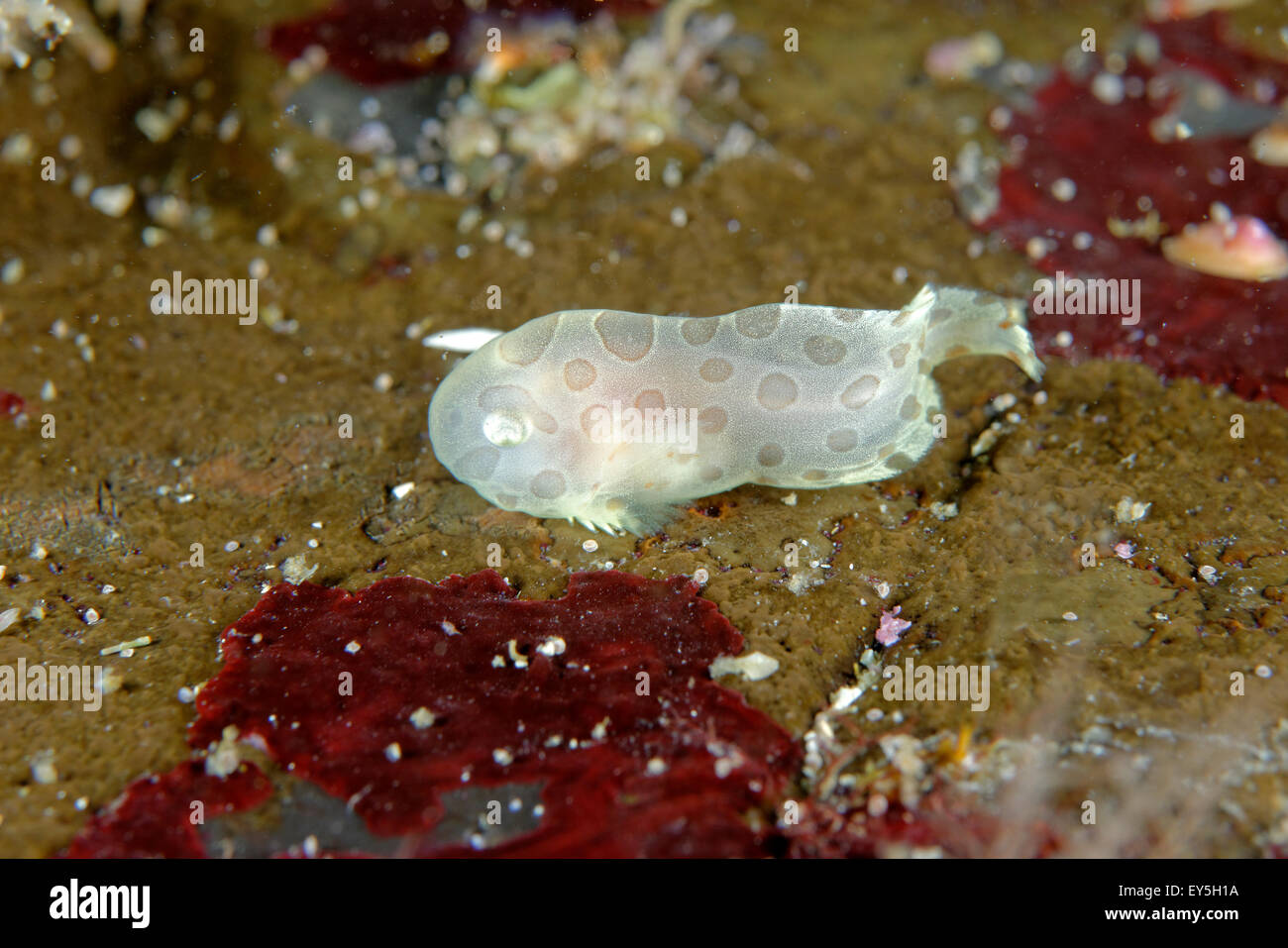 Liparidae hi-res stock photography and images - Alamy