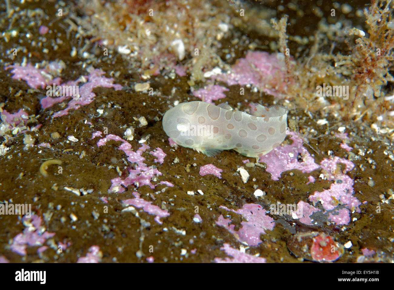 Liparidae hi-res stock photography and images - Alamy