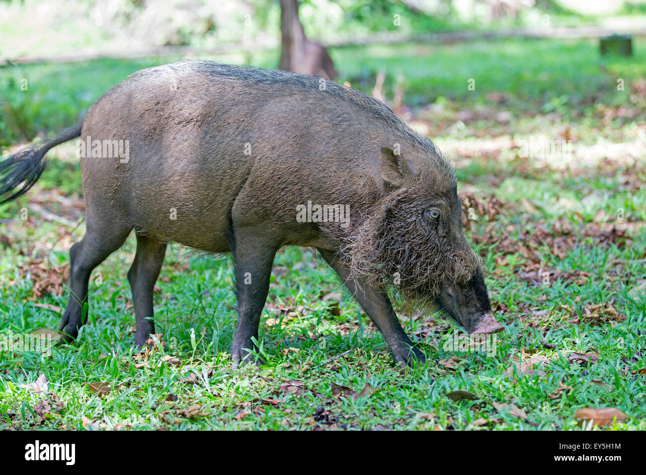 Bearded Pig in the grass - Bako Borneo Malaysia Stock Photo - Alamy