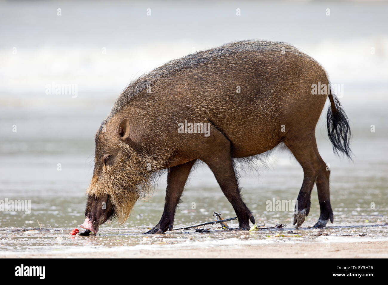 Bearded Pig on a beach - Bako Borneo Malaysia Stock Photo - Alamy