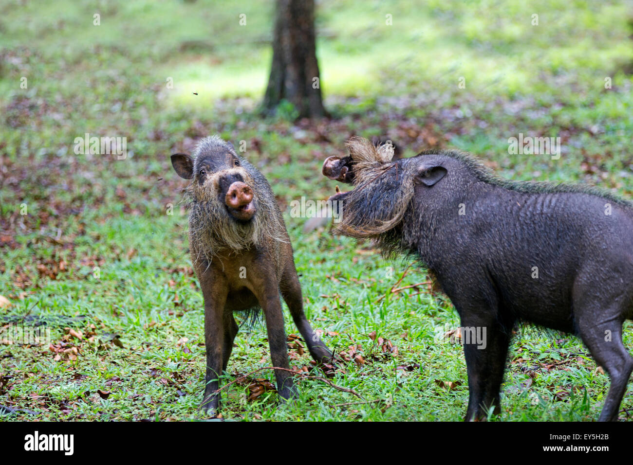 Bearded Pig fighting - Bako Borneo Malaysia Stock Photo - Alamy