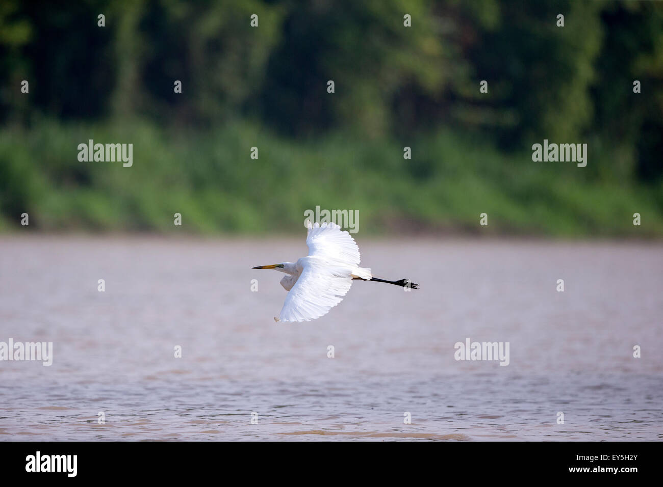 Intermediate egret in flight over water - Malaysia Stock Photo - Alamy