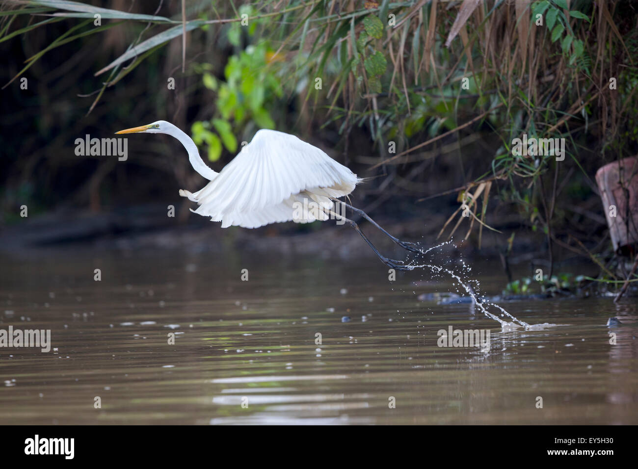 Intermediate egret in flight over water - Malaysia Stock Photo - Alamy