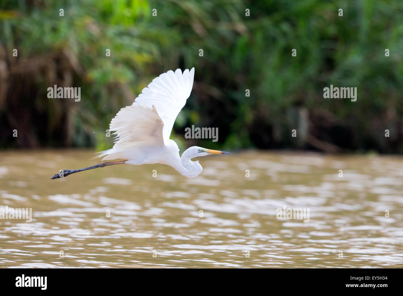 Intermediate egret in flight over water - Malaysia Stock Photo - Alamy