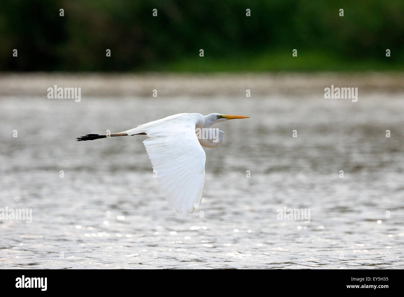 Intermediate egret in flight over water - Malaysia Stock Photo - Alamy