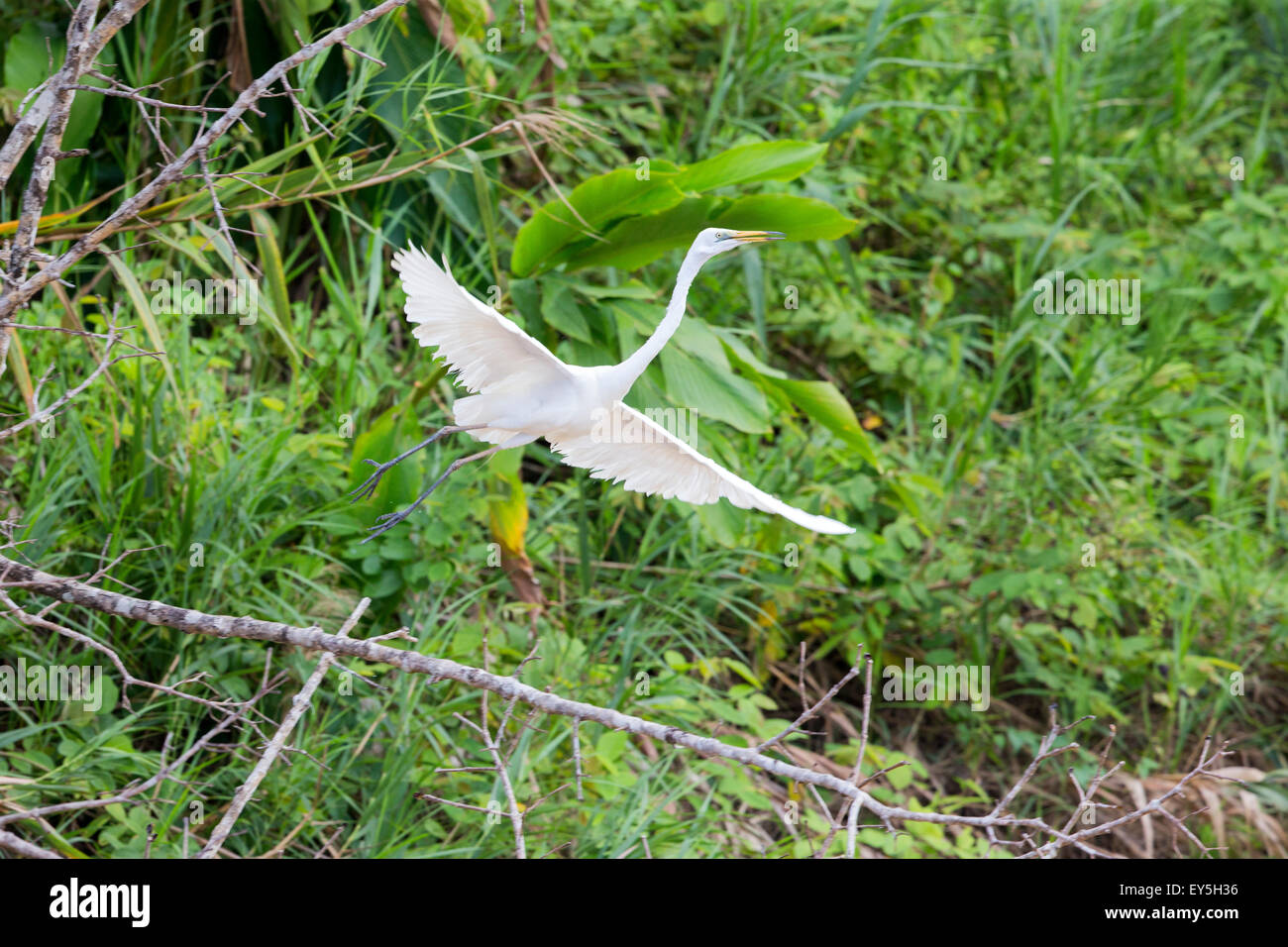 Intermediate egret in flight on the bank - Malaysia Stock Photo - Alamy