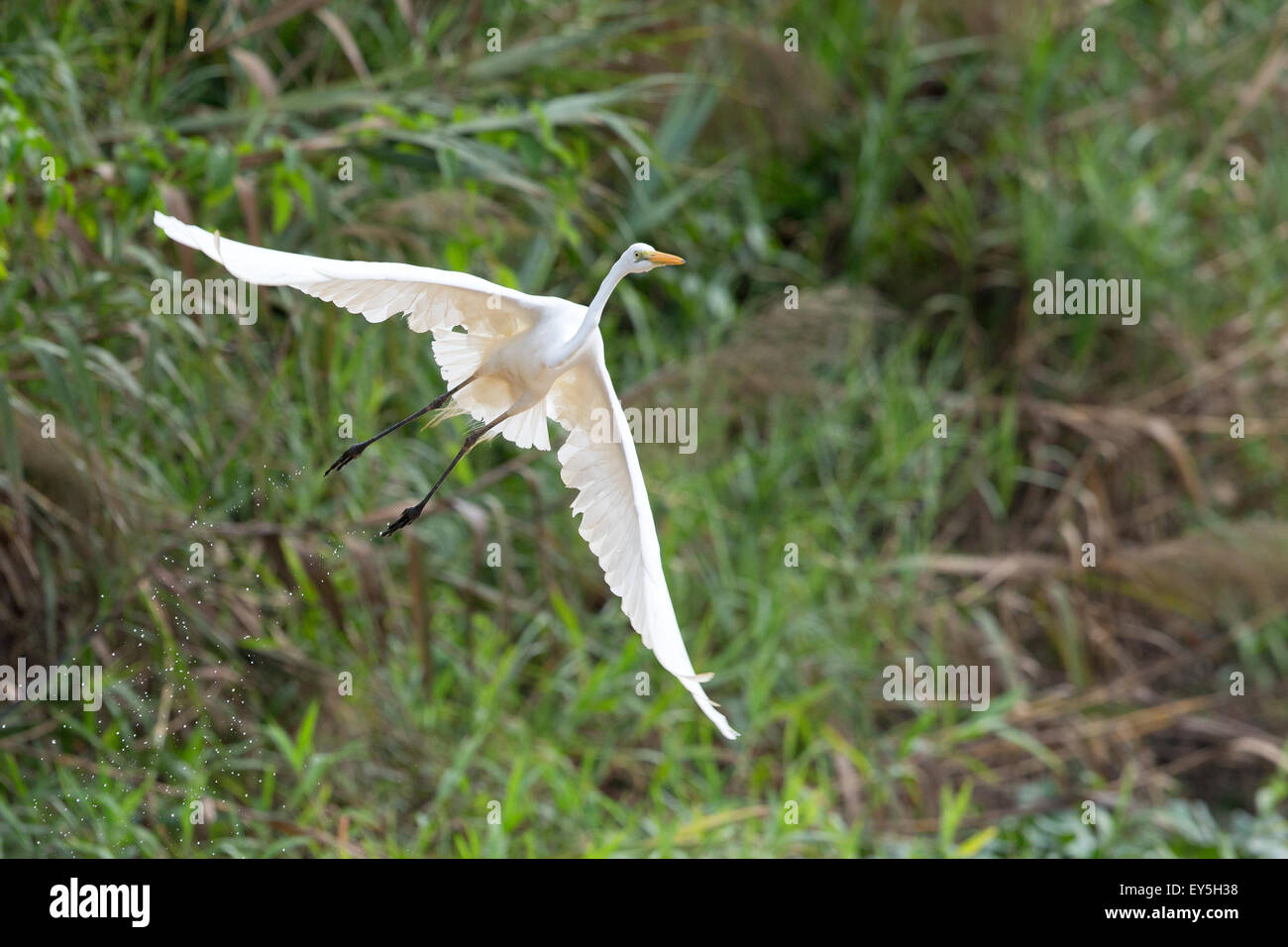 Intermediate egret in flight on the bank - Malaysia Stock Photo - Alamy