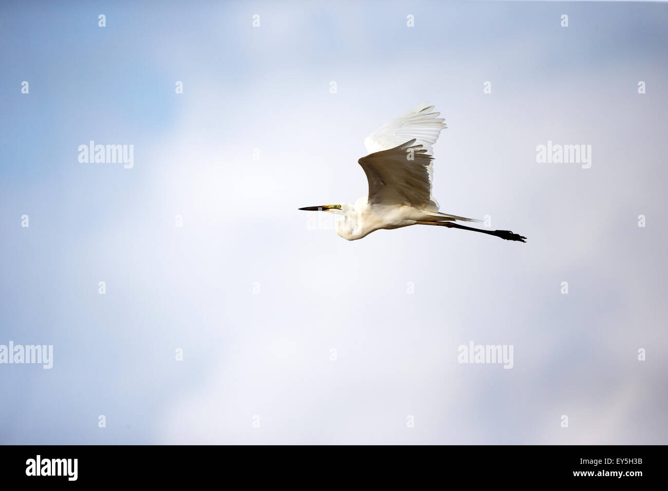 Intermediate egret in flight - Borneo Malaysia Stock Photo - Alamy