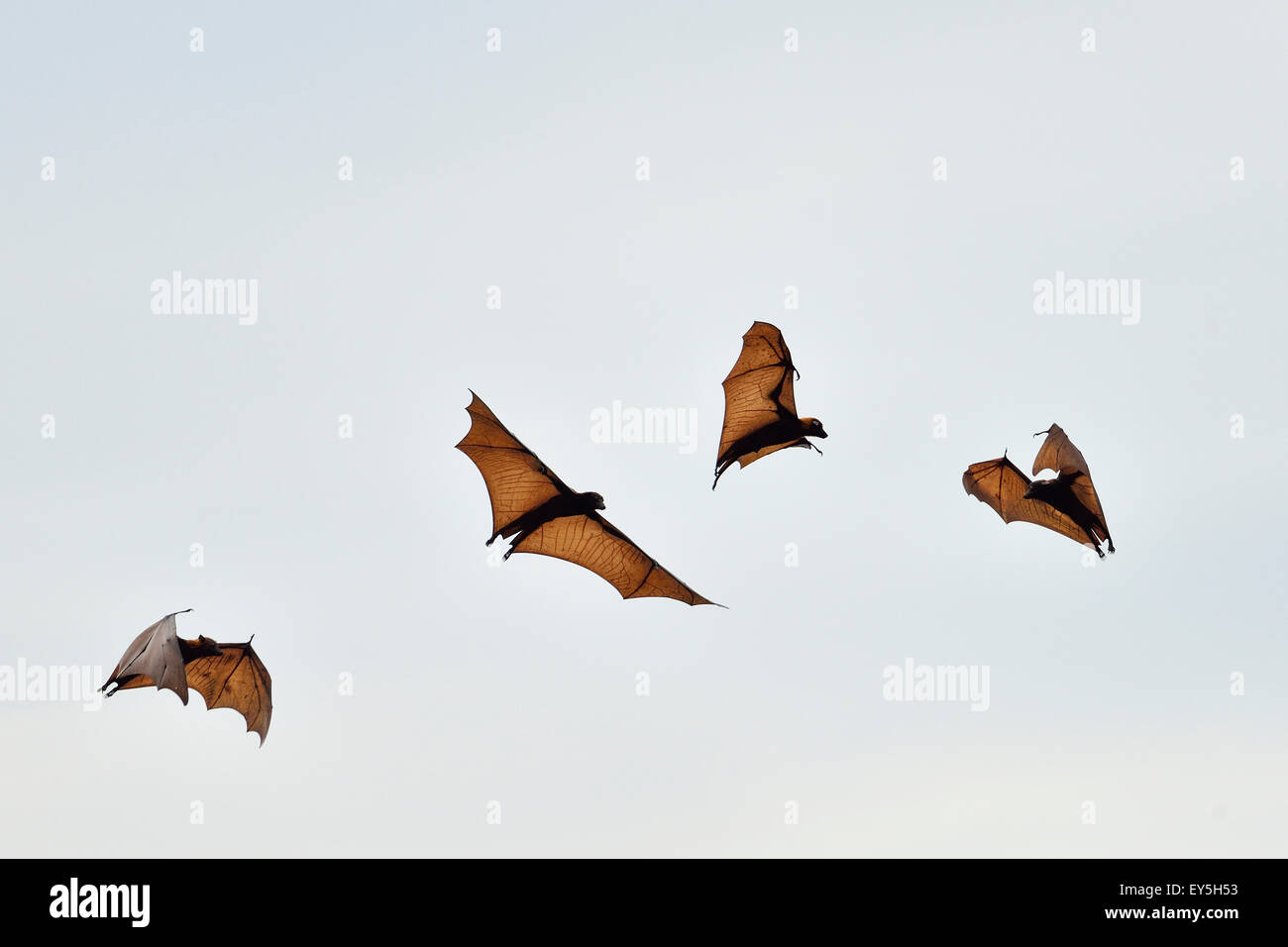 Black flying fox - Komodo Park Stock Photo - Alamy