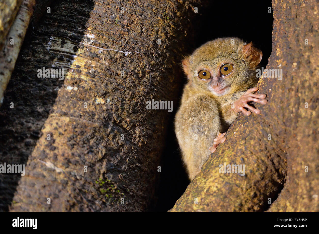 The tarsier hi-res stock photography and images - Alamy