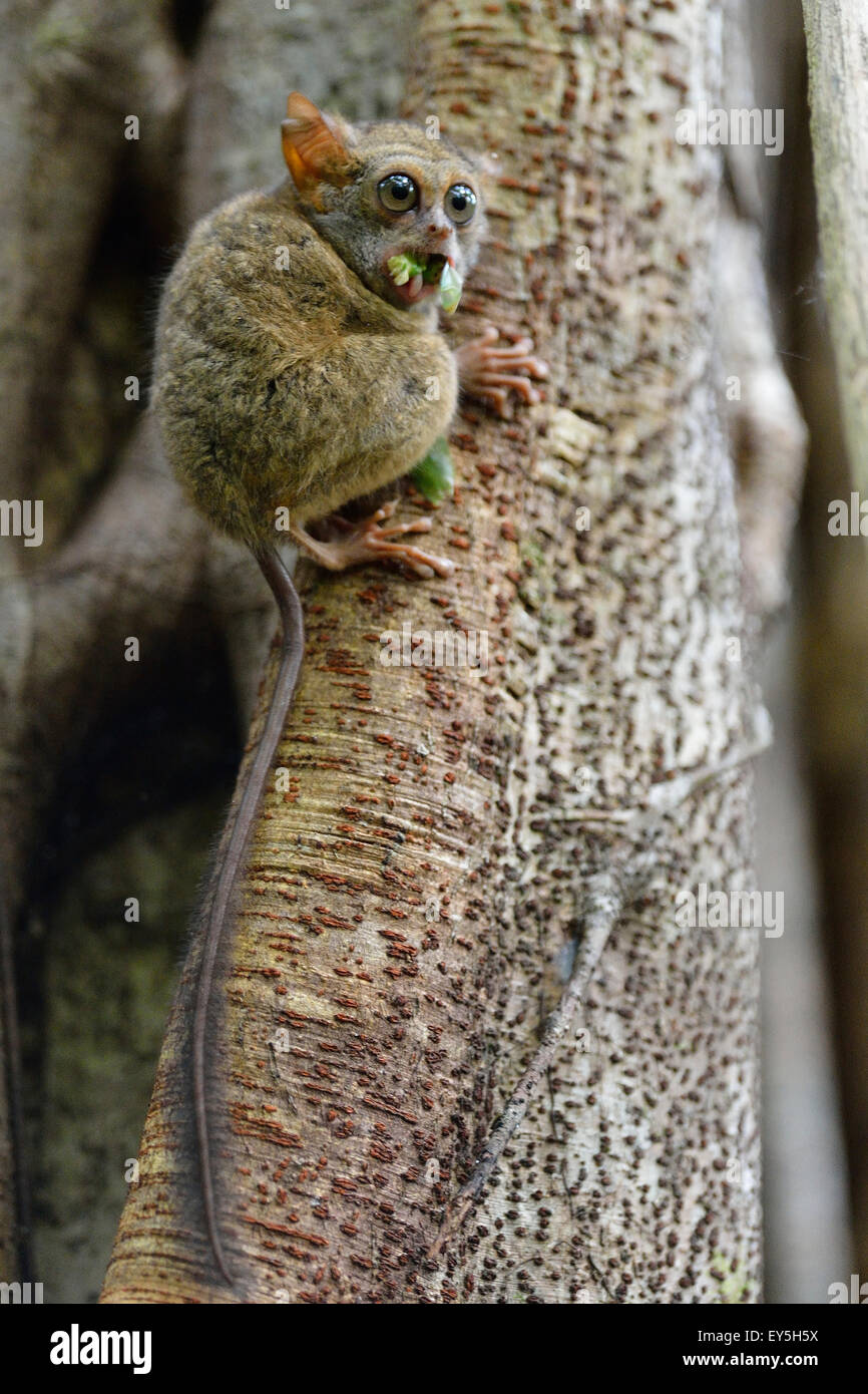 Insect Spectral Tarsier - Sulawesi Stock Photo - Alamy
