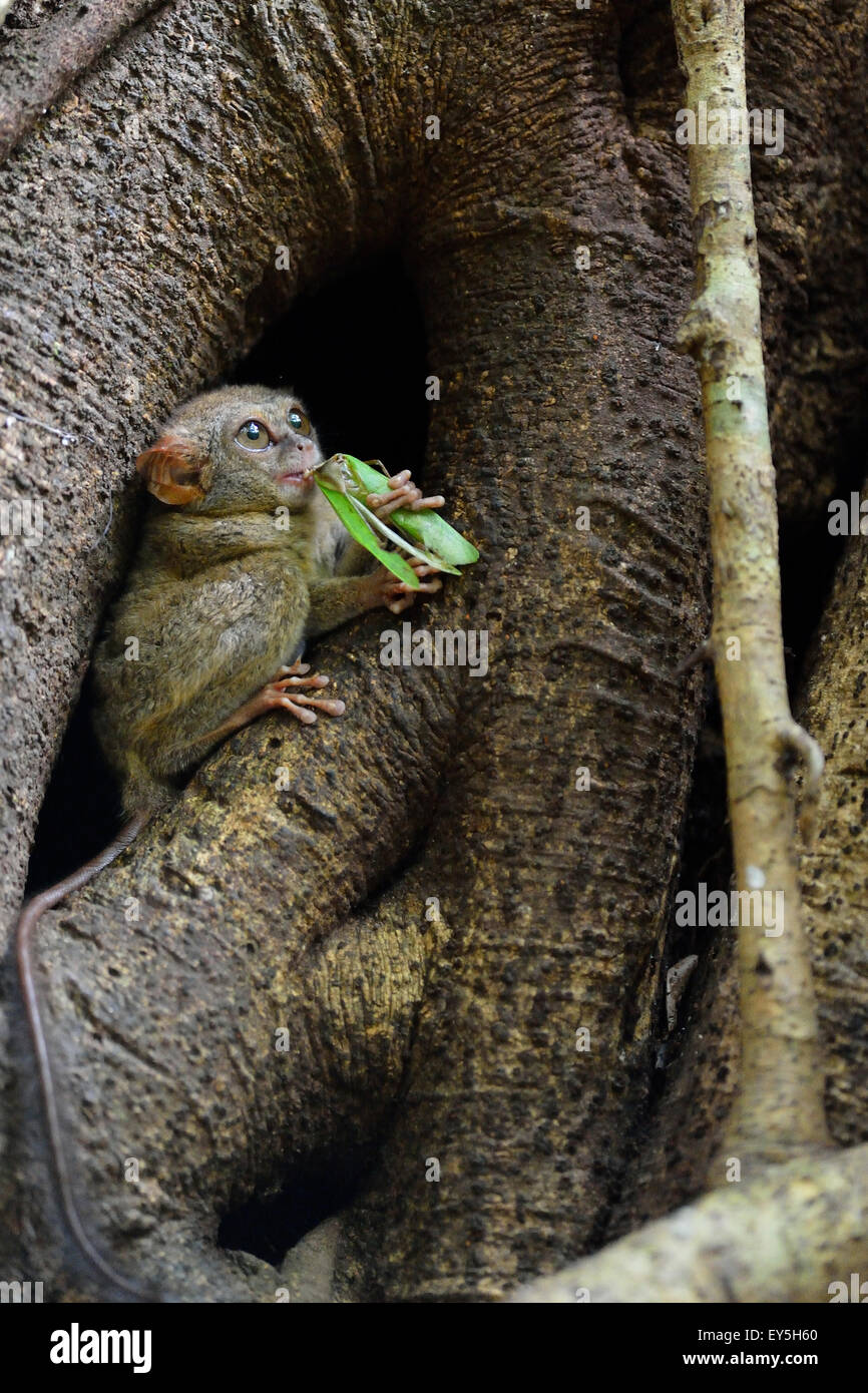 Insect Spectral Tarsier - Sulawesi Stock Photo - Alamy