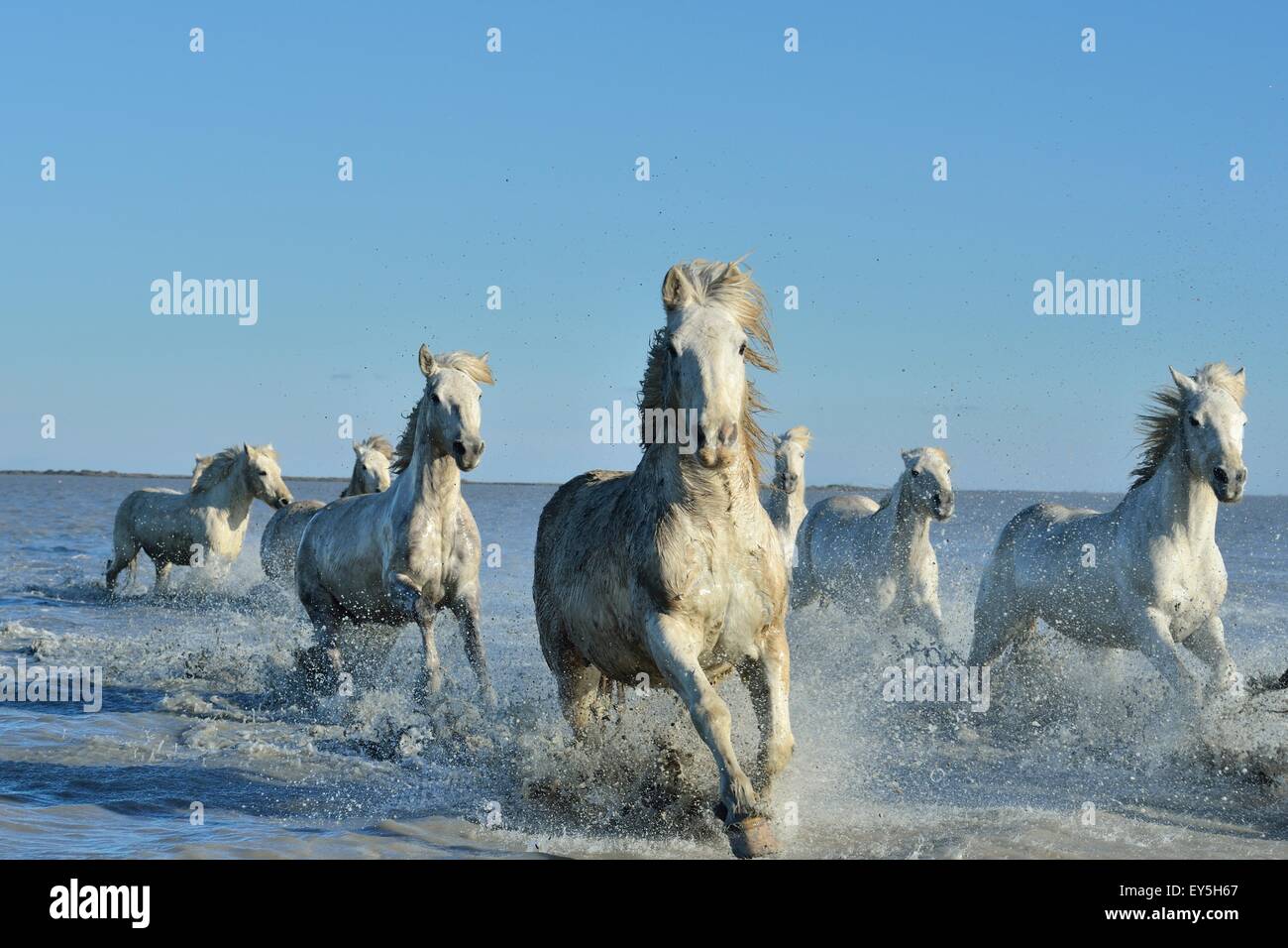 Camargue horse - Camargue Stock Photo - Alamy