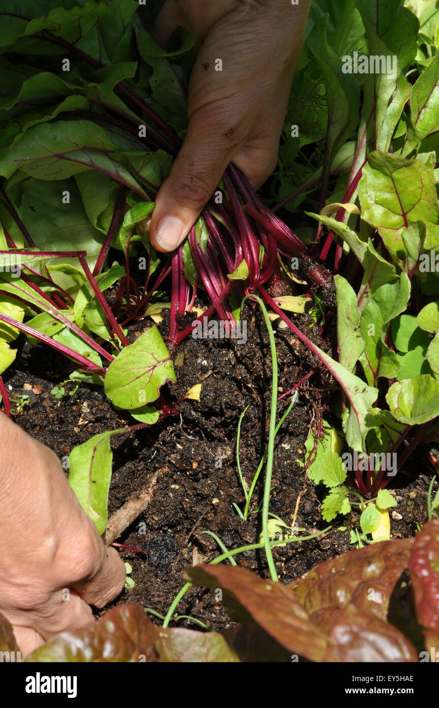 Plantation of beets in a kitchen garden Stock Photo - Alamy
