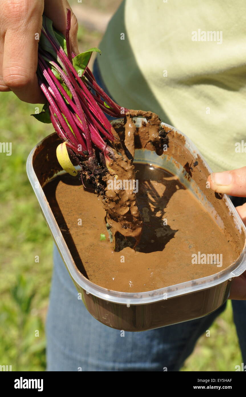 Plantation of beets in a kitchen garden Stock Photo - Alamy