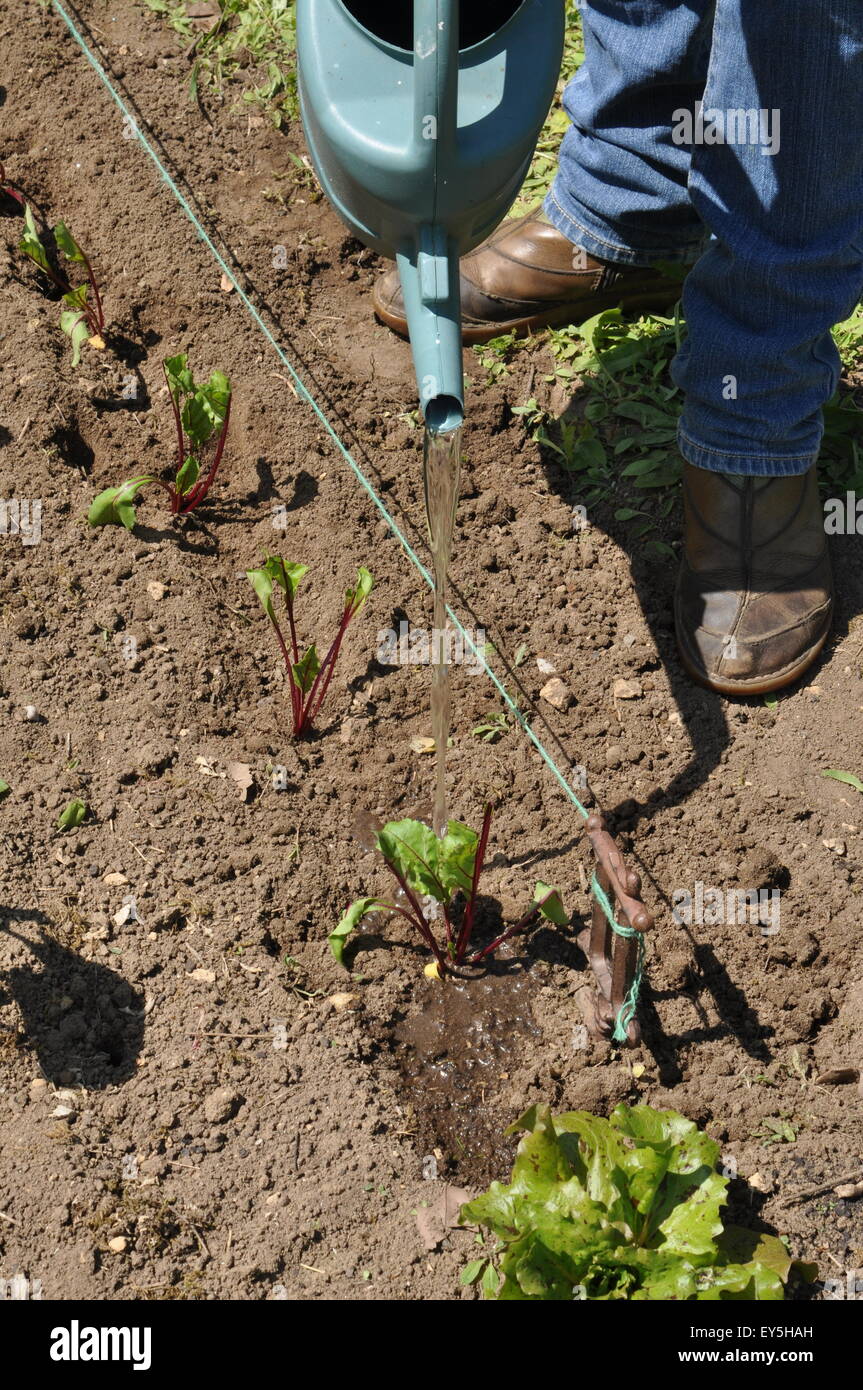 Plantation of beets in a kitchen garden Stock Photo - Alamy