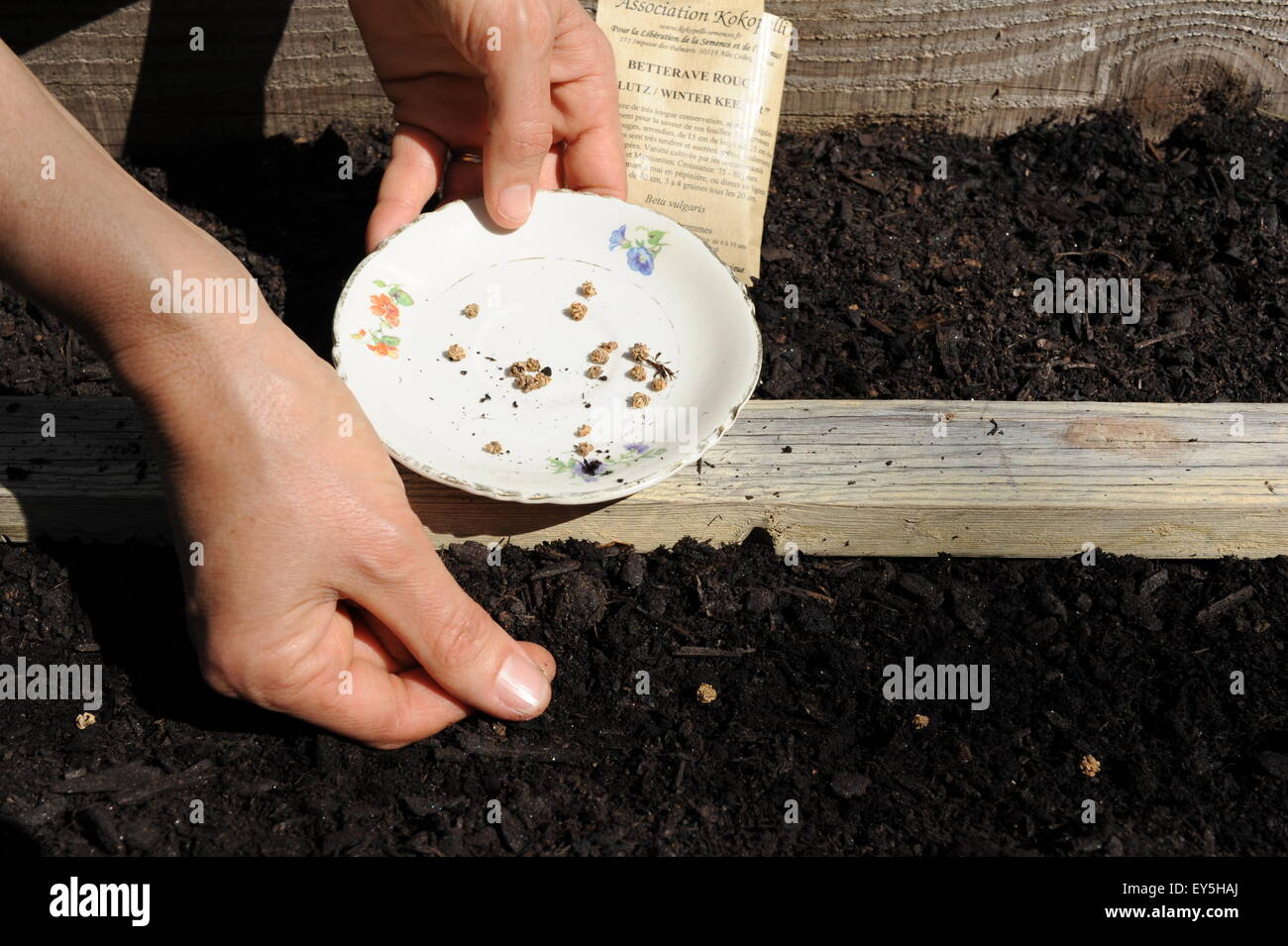 Sowing of beets in a kitchen garden Stock Photo - Alamy