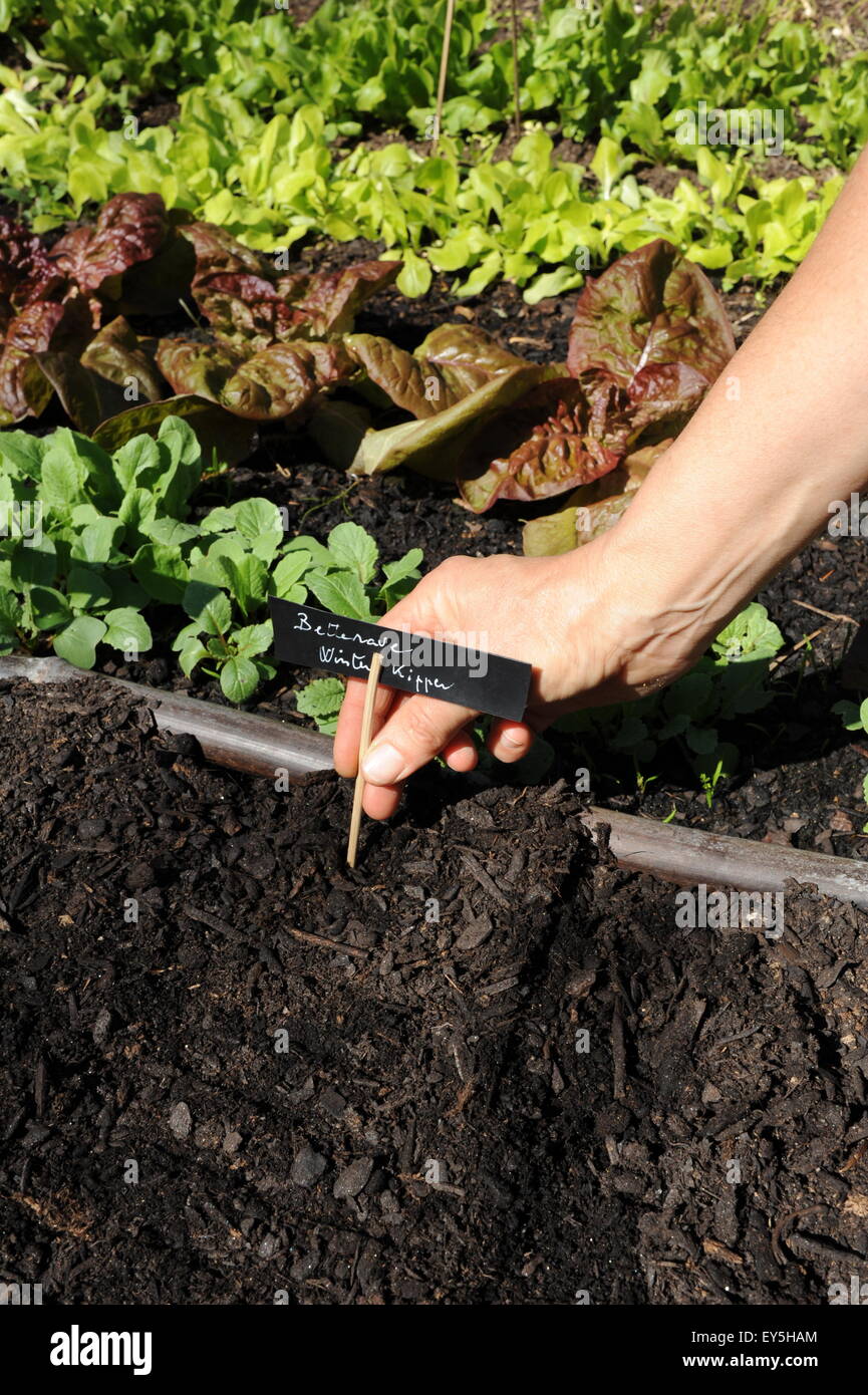 Sowing of beets in a kitchen garden Stock Photo - Alamy